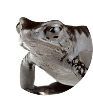 Especies en peligro de extinción en los Andes de Ecuador - Diario El ...